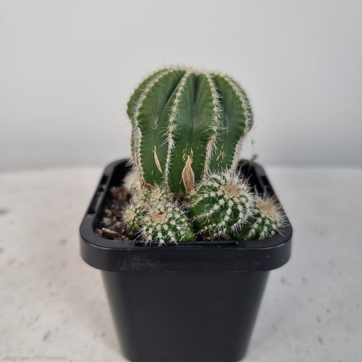 Notocactus magnificus 'Compacta' - Cactus