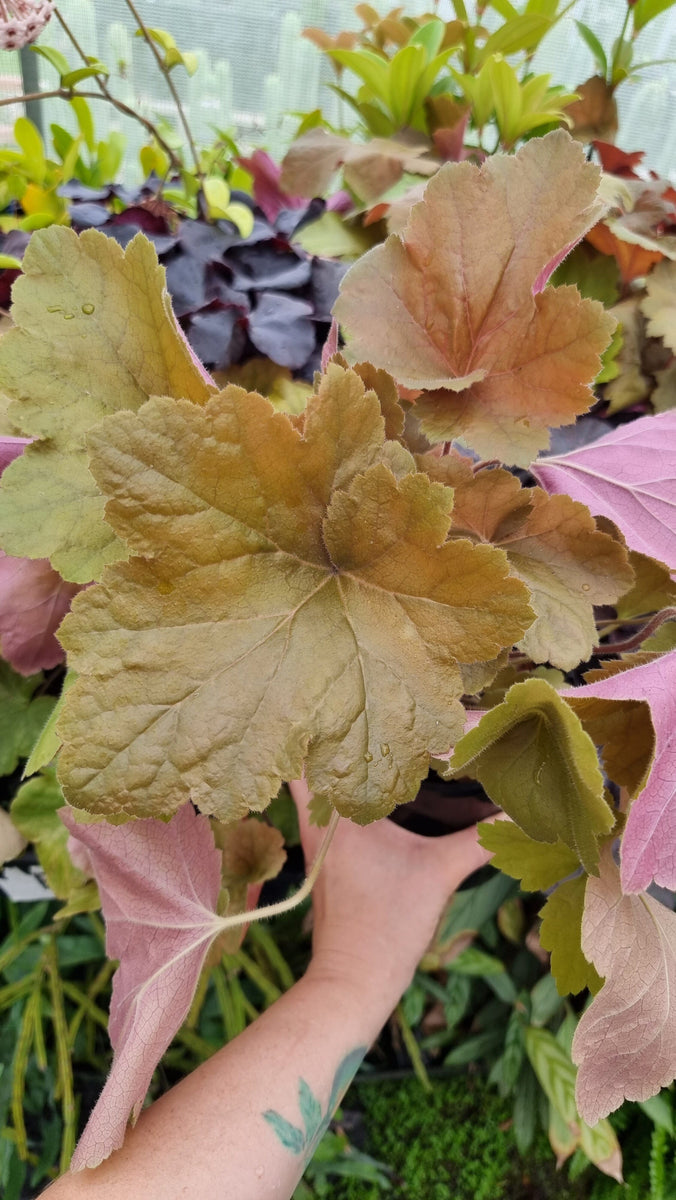 Plant Coral Bells Sweet Tart Heuchera Plants Coral