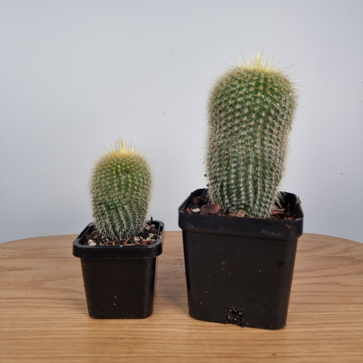 Eriocactus lenninghausii 'Golden Torch Cactus'