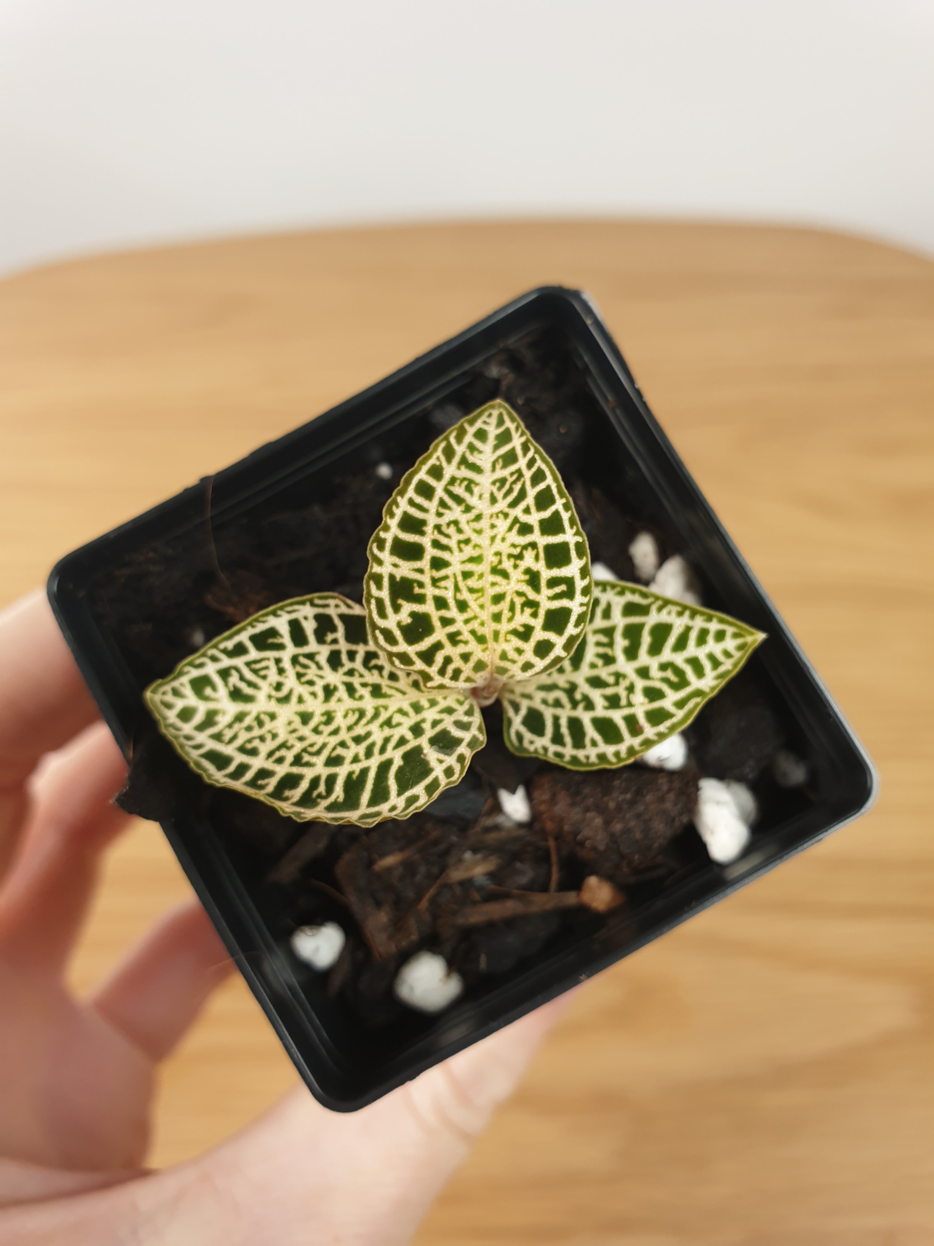 Anoectochilus roxburghii 'Light' - Jewel Orchid