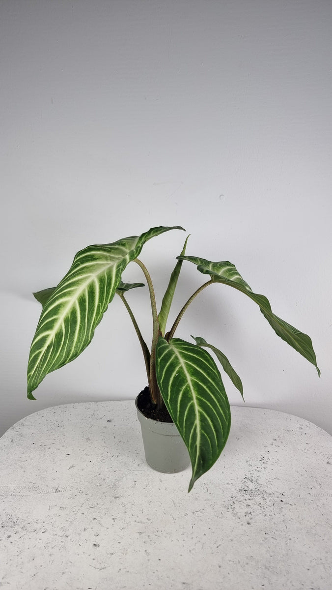 Phyllotaenium (syn. Xanthosoma) lindenii - Magnificum