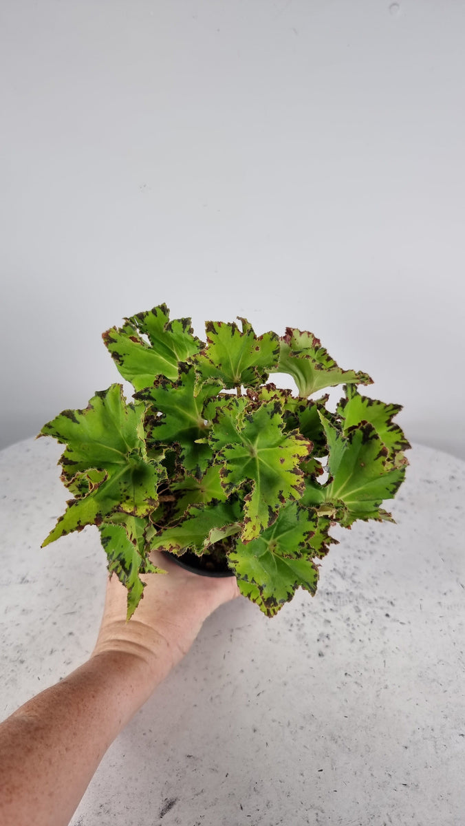 Begonia rex 'Jive'