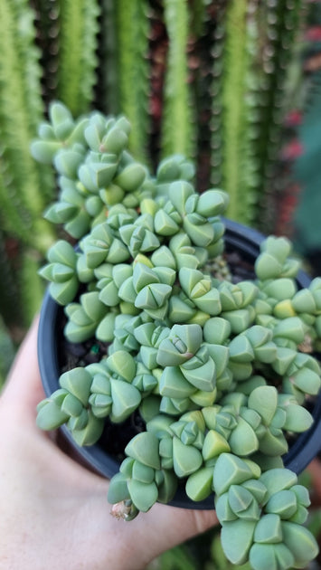 Fig-marigold (Aizoaceae)